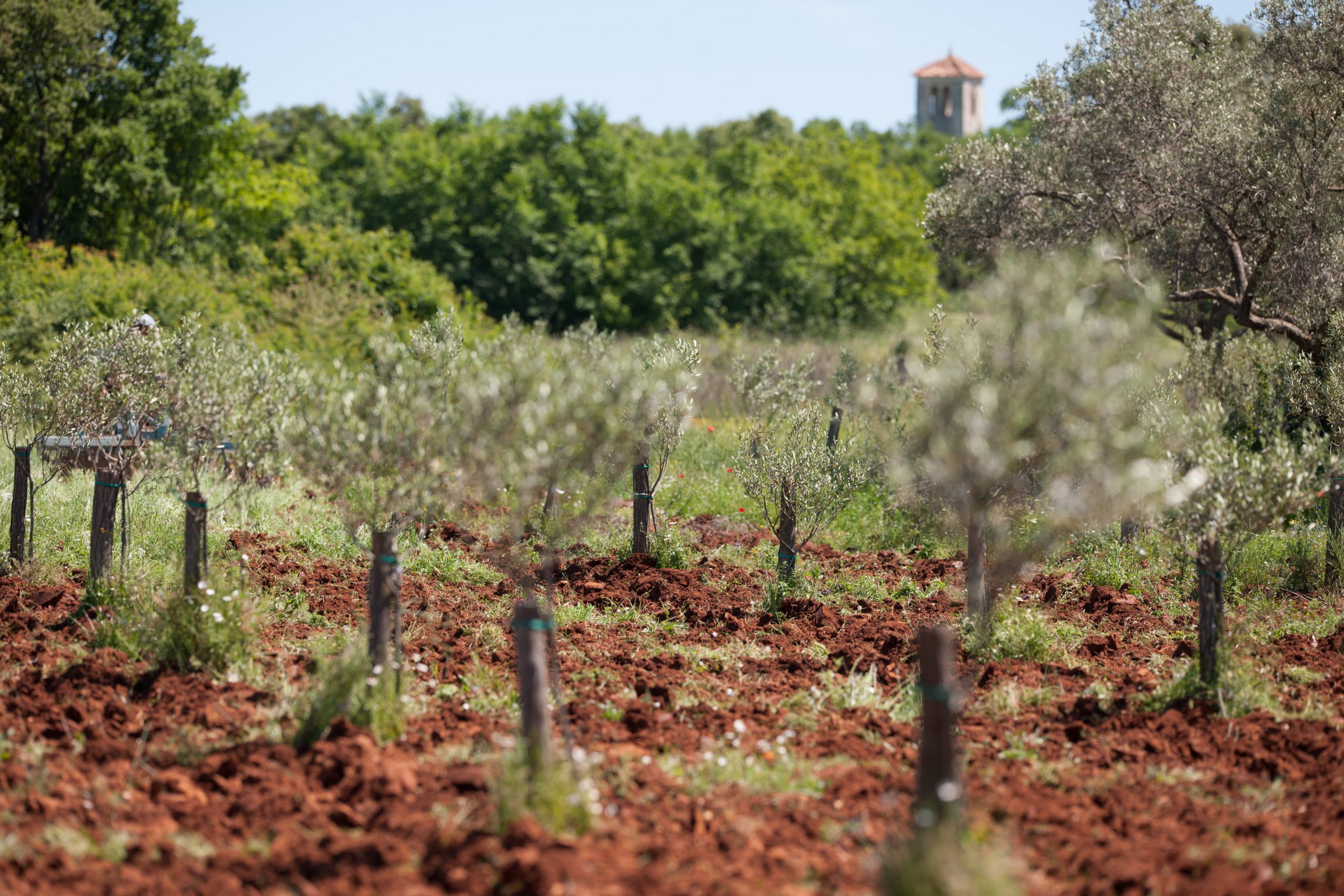 Chiavalon | Extra virgin olive oil