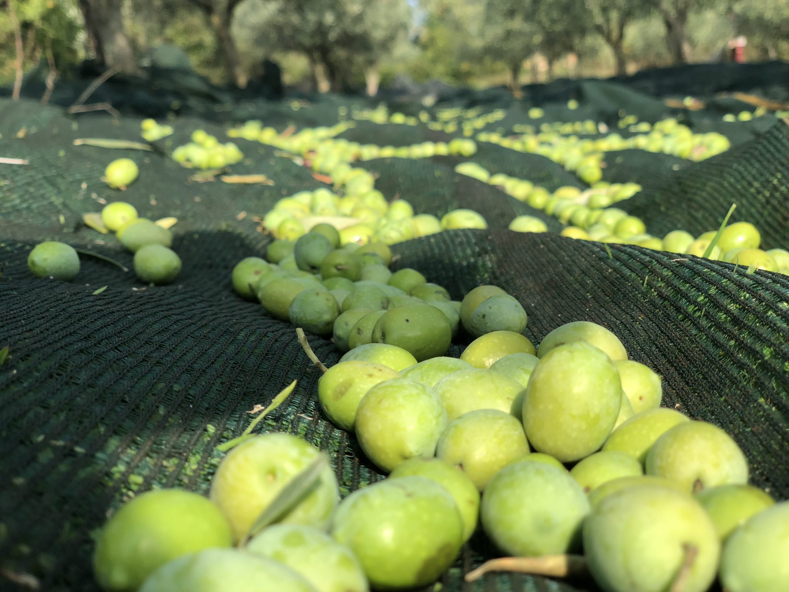 Chiavalon | Extra virgin olive oil